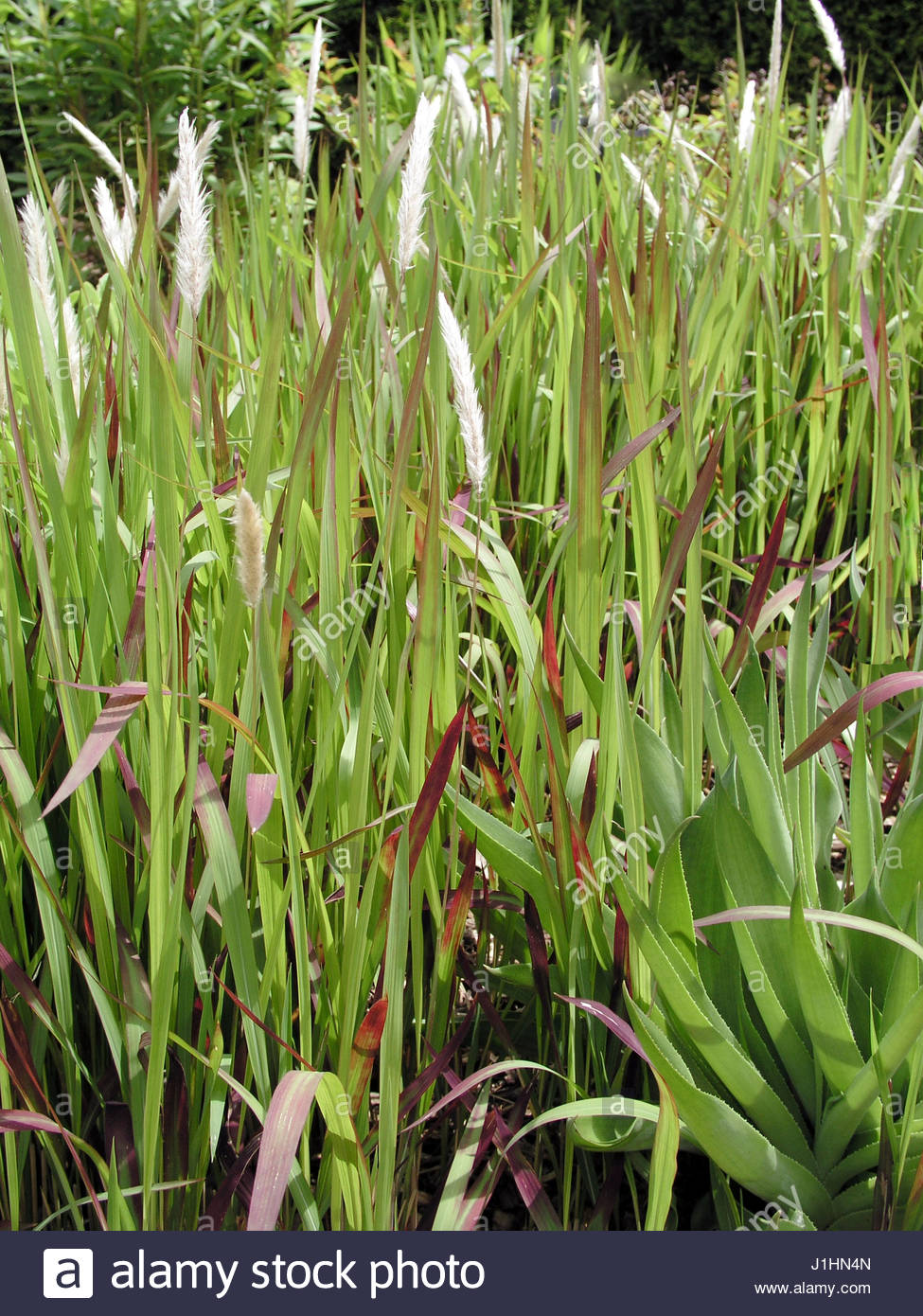 IMPERATA CYLINDRICA RED BARON Stock Photo: 138687381 - Alamy