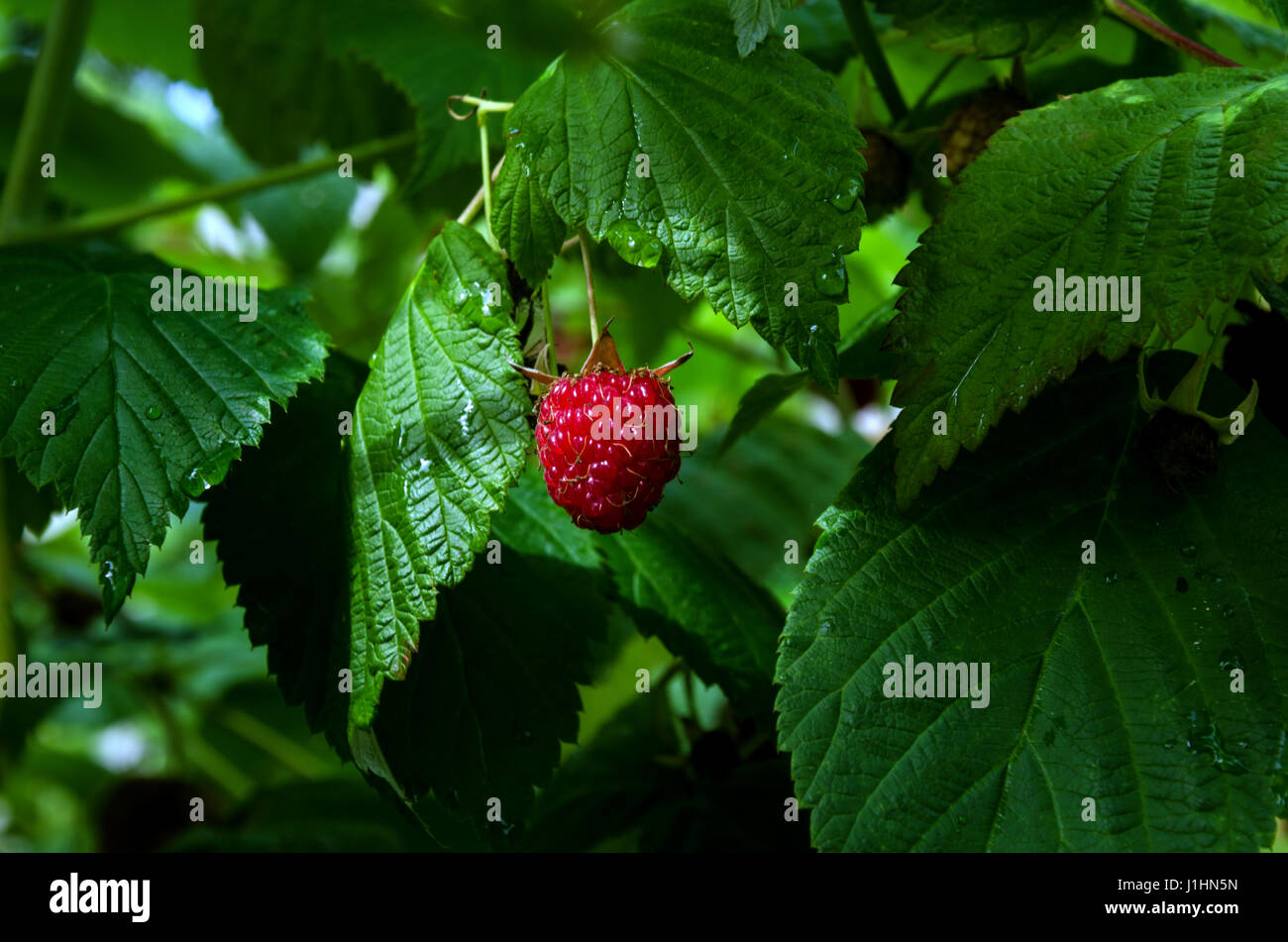 in the garden after the rain fragrant red berry raspberry with green ...