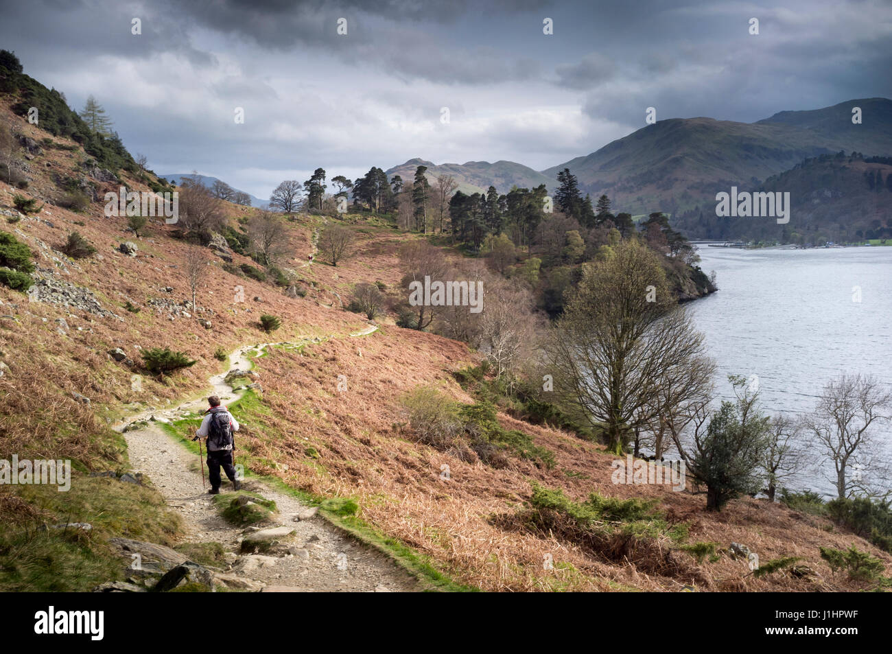 Single male hiker with walking poles hiking along twisting and ...