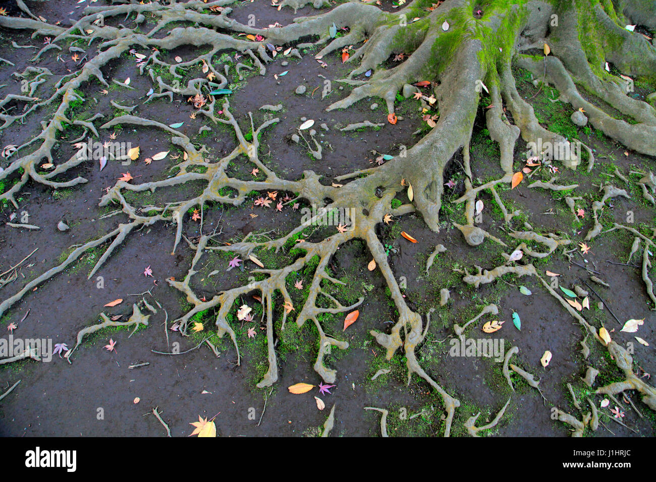 Tree Roots at Heirinji Temple in Niiza city Saitama Japan Stock Photo ...
