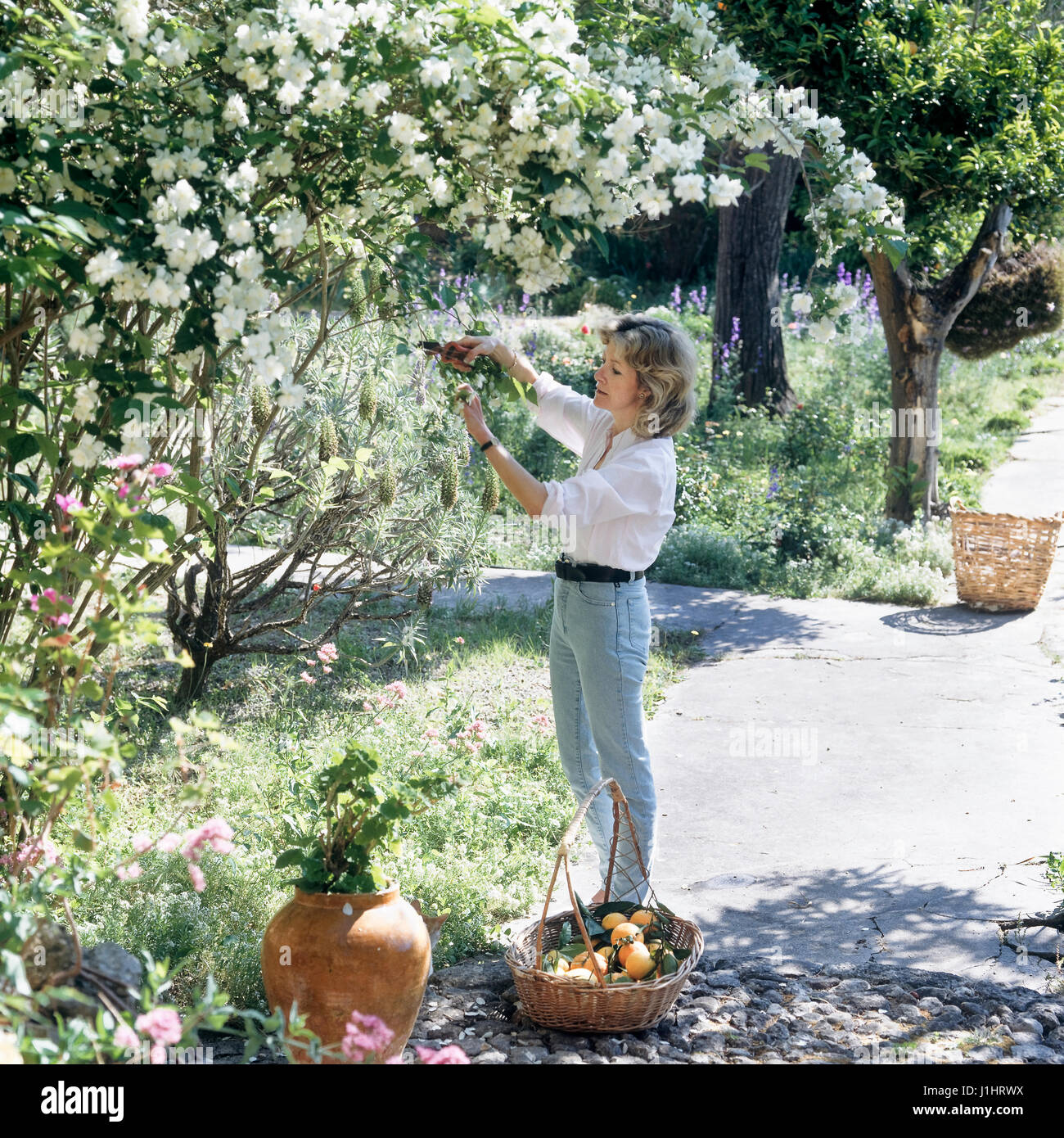 Woman pruning tree Stock Photo - Alamy