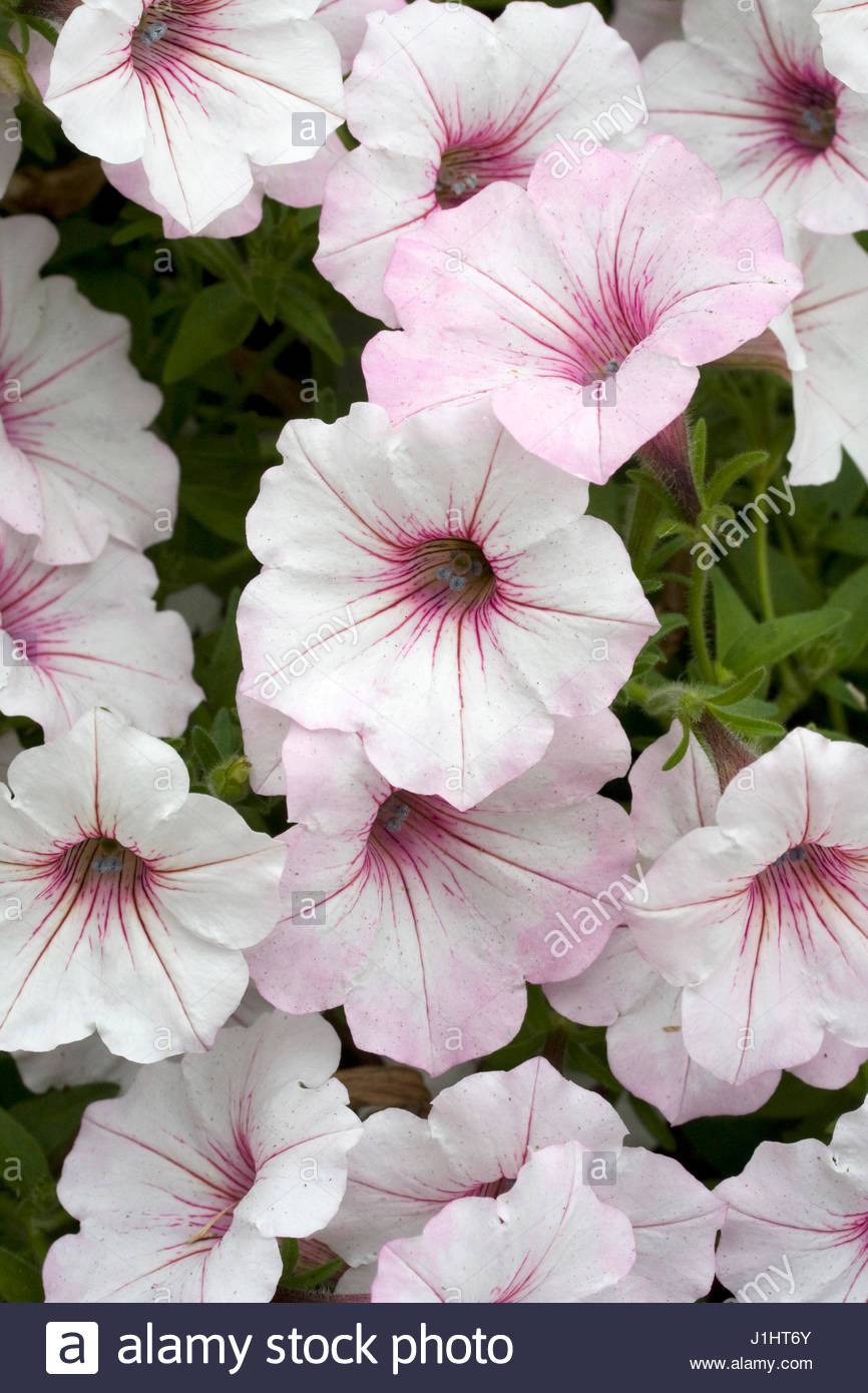 Supertunia Stock Photos & Supertunia Stock Images - Alamy