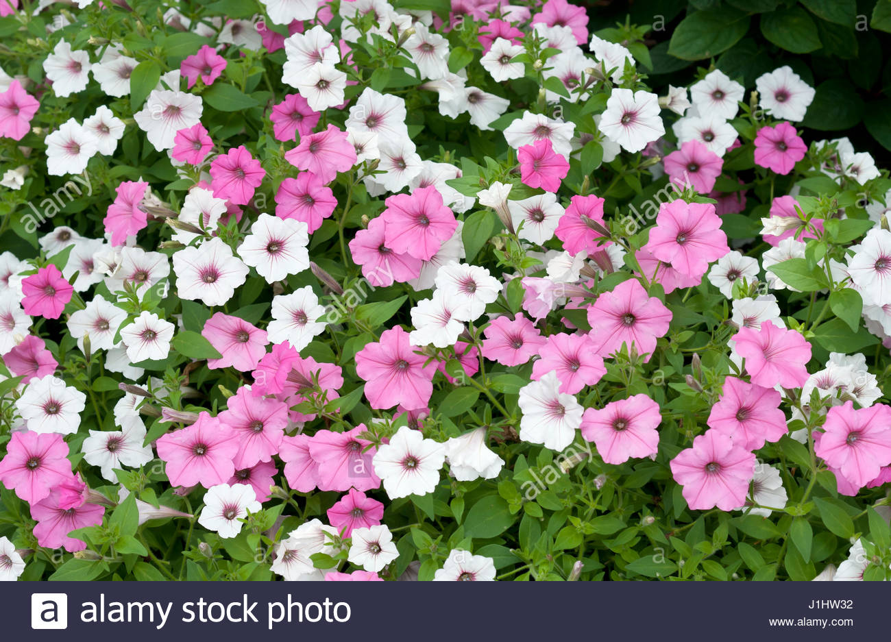 Supertunia Stock Photos & Supertunia Stock Images - Alamy