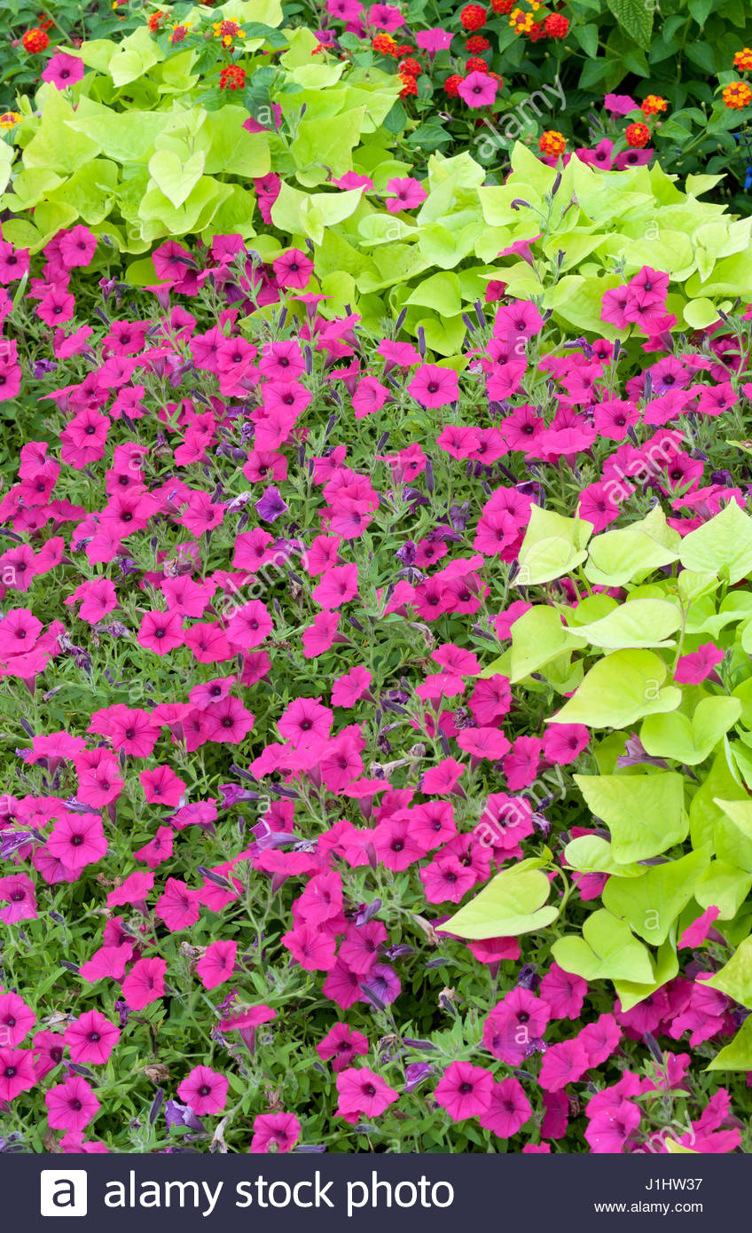 Supertunia Stock Photos & Supertunia Stock Images - Alamy