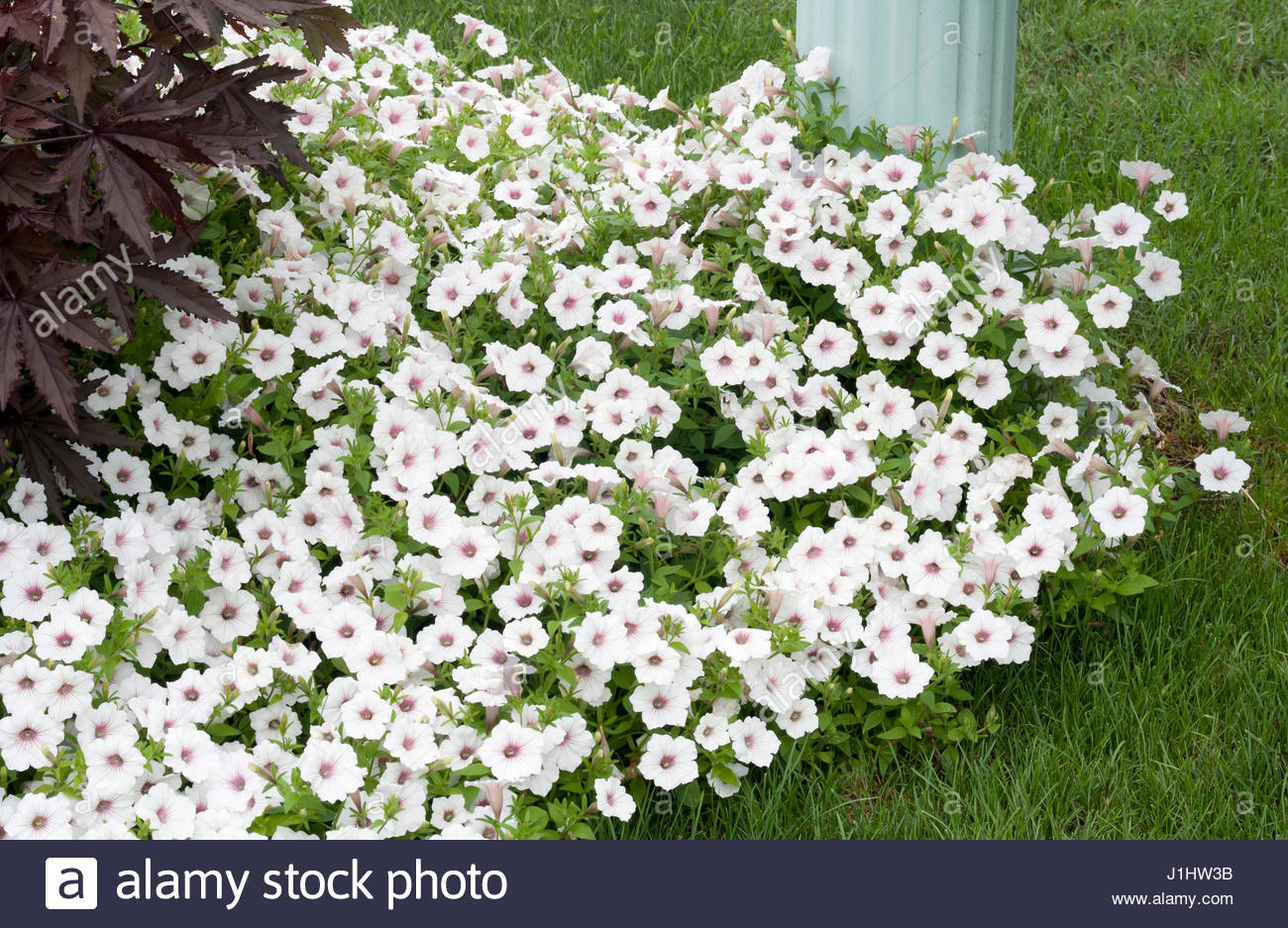 Supertunia Stock Photos & Supertunia Stock Images - Alamy