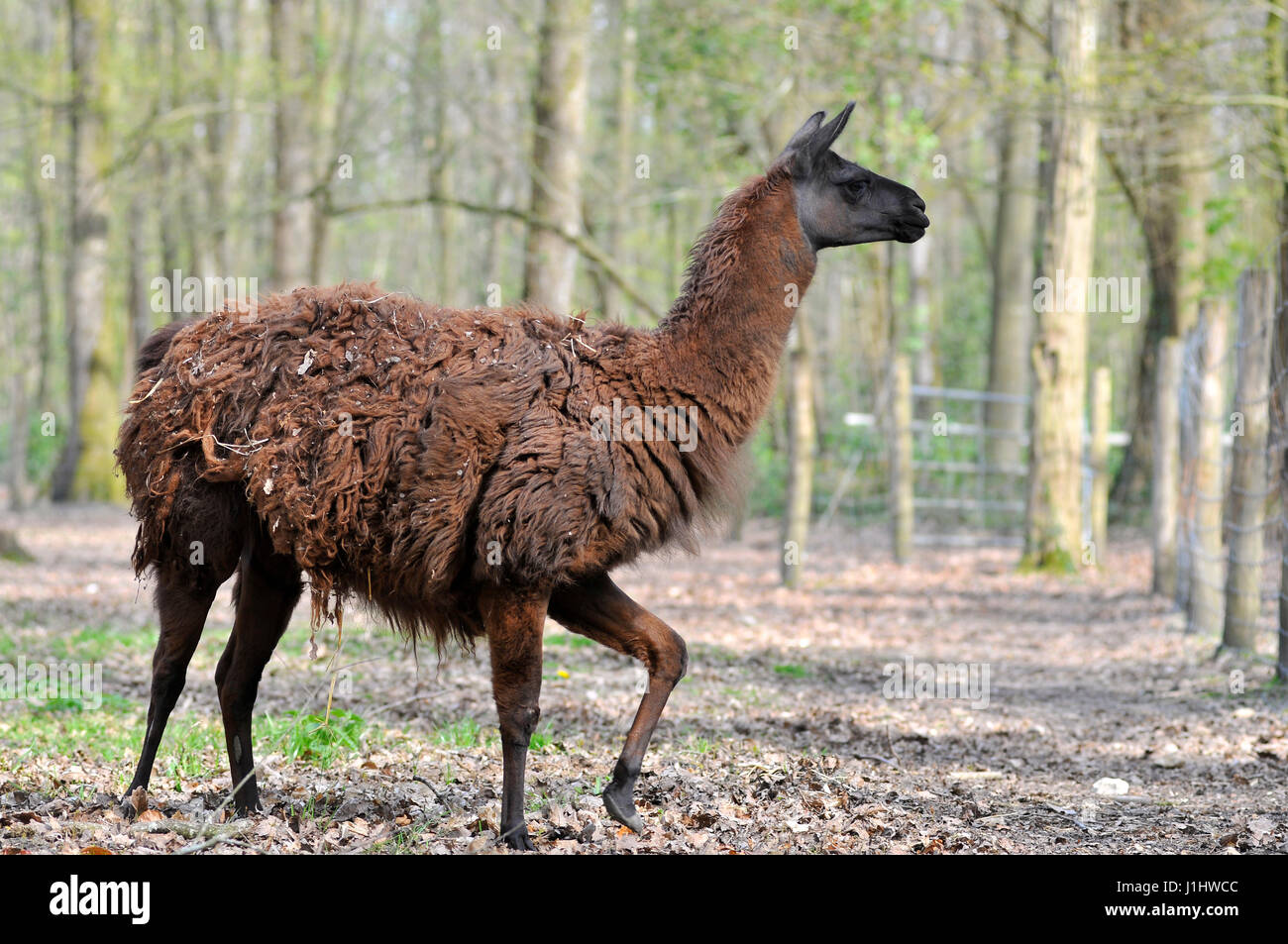 Lliama hi-res stock photography and images - Alamy