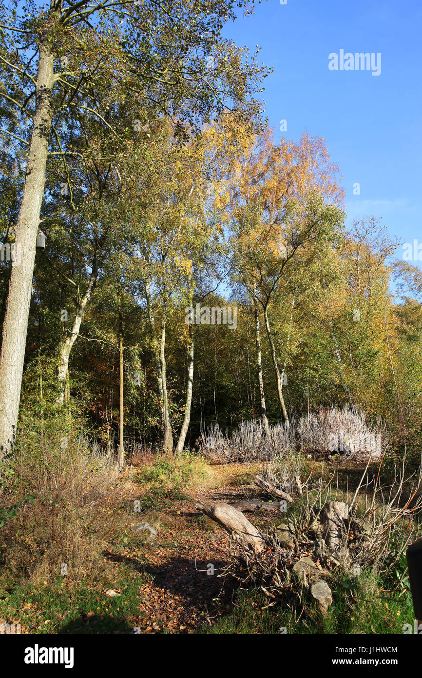 Tilgate forest hi-res stock photography and images - Alamy