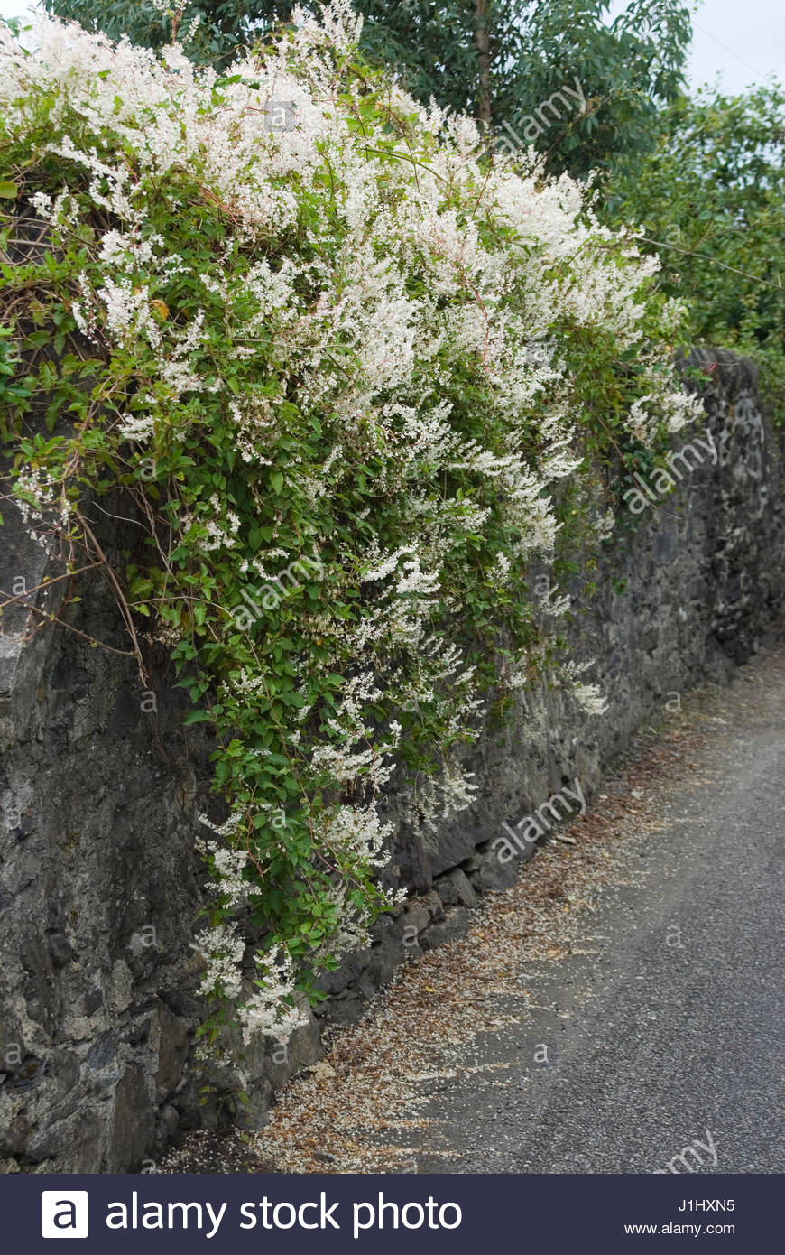 FALLOPIA BALDSCHUANICA Stock Photo: 138691761 - Alamy