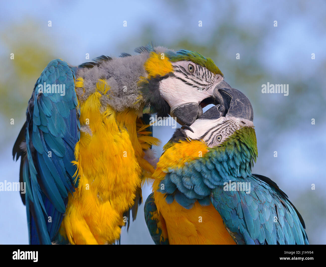 Closeup of Gelbbrustara macaws or blue-and-gold macaw (Ara ararauna ...