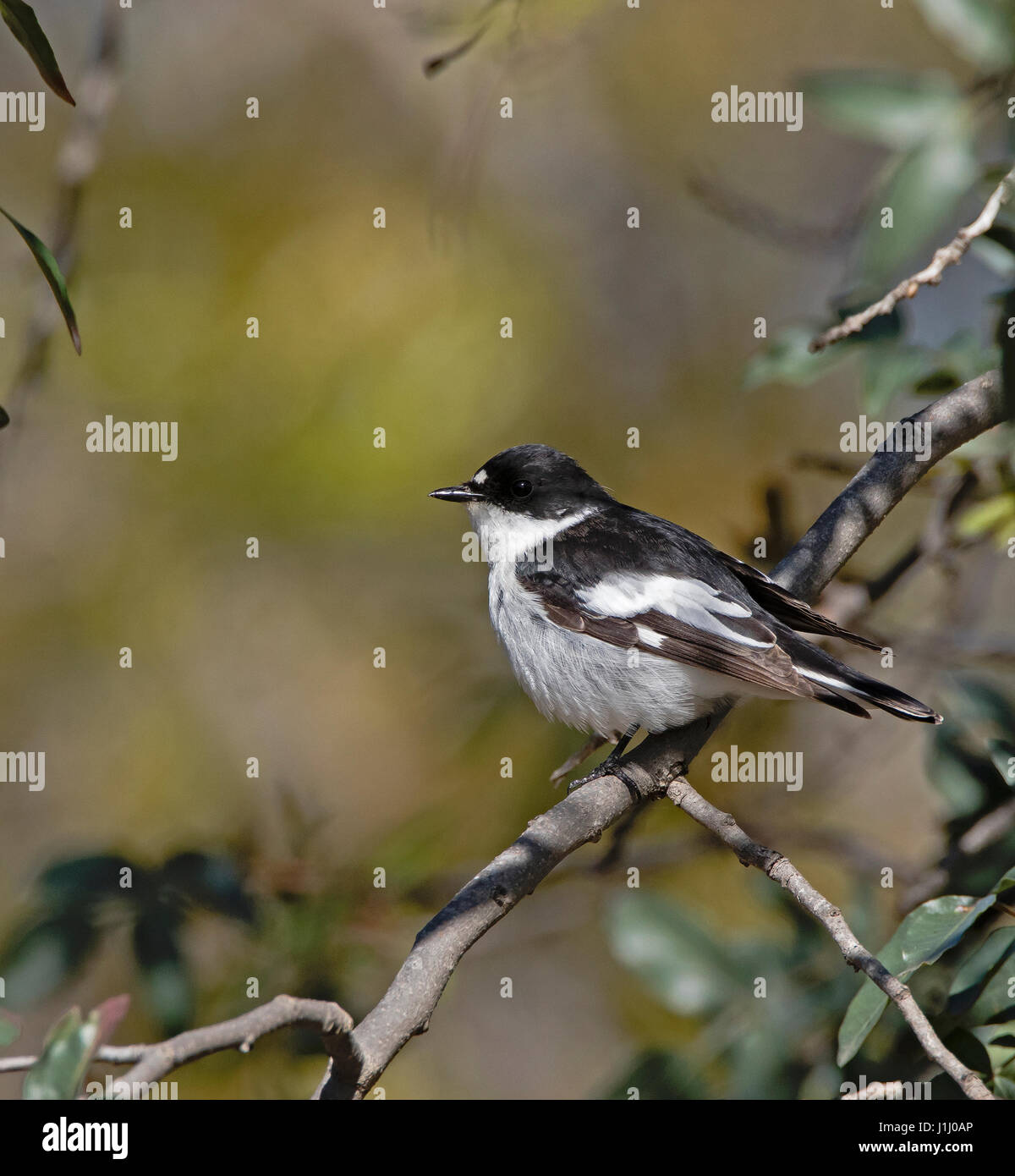 Male semi collared flycatcher Ficedula semiforquata on migration in ...