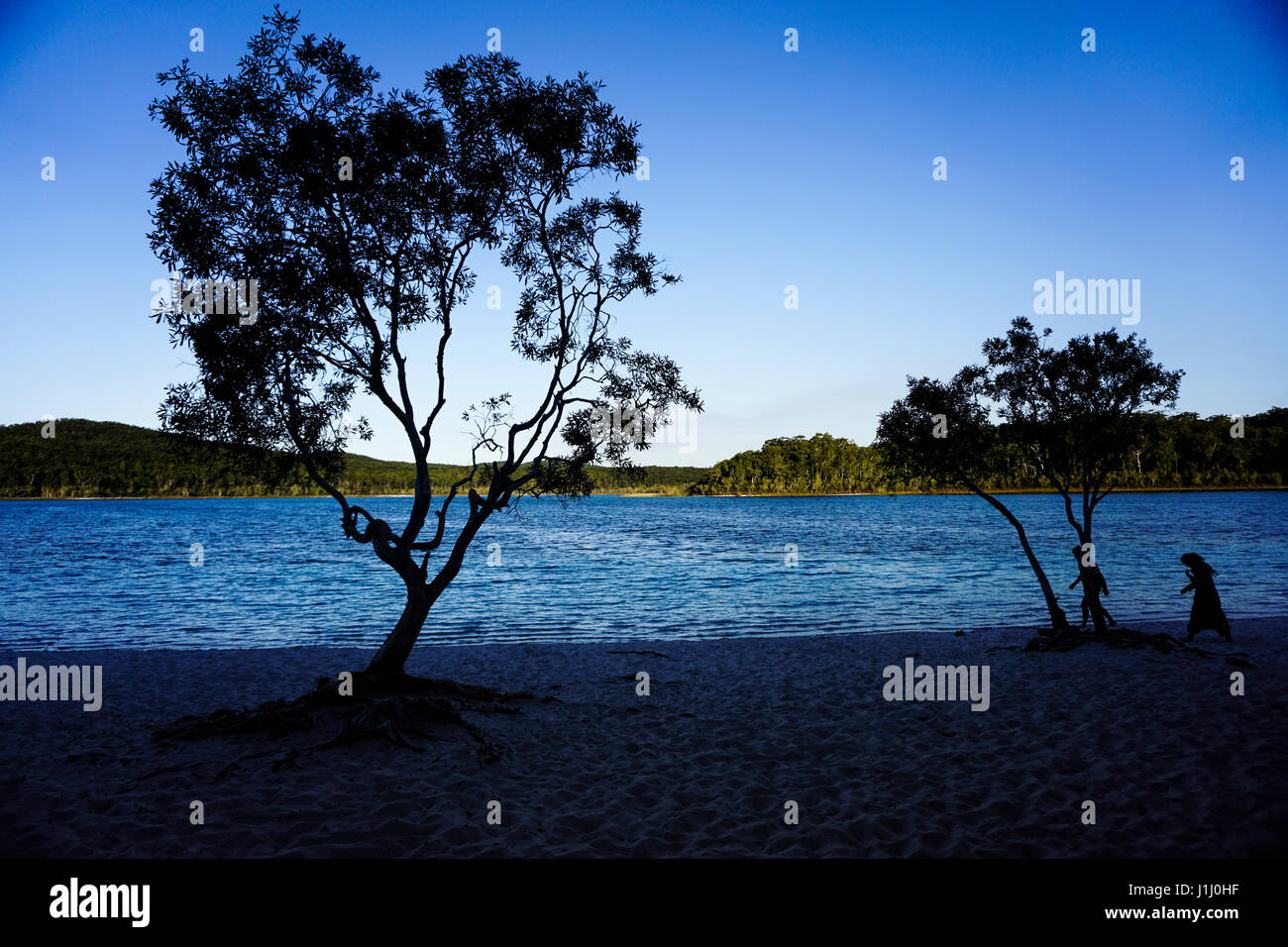 australia,lake in frazer island Stock Photo - Alamy