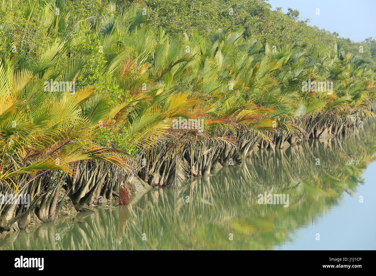 Nipa palm hi-res stock photography and images - Alamy