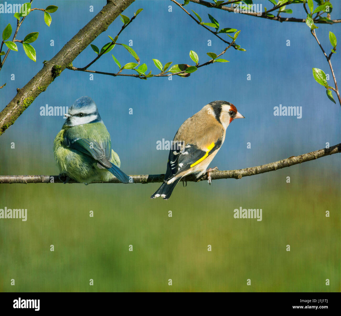 Mr Blue & Mrs Gold Stock Photo - Alamy