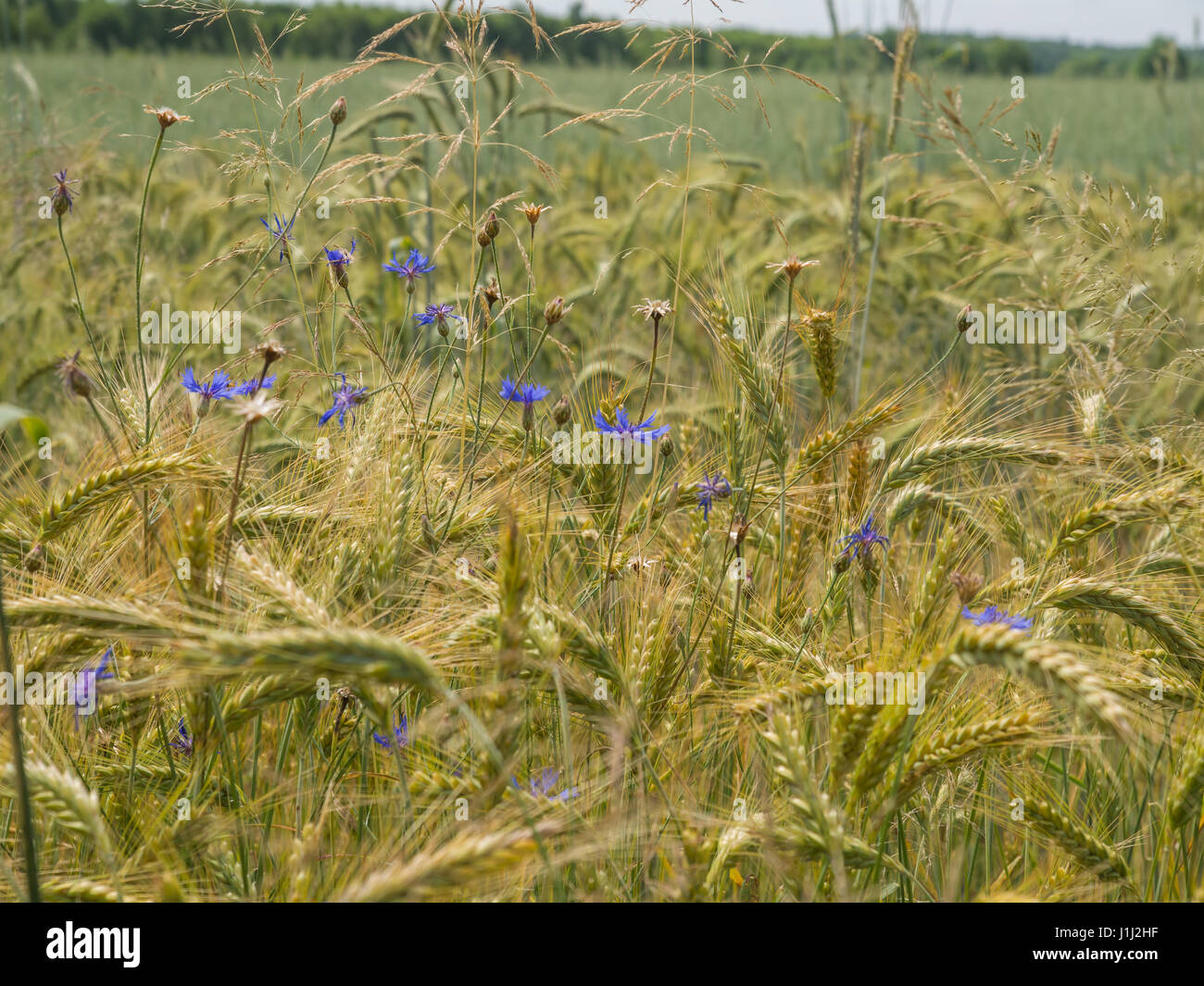 Blue cornflowers and grass in crops in a field Stock Photo - Alamy