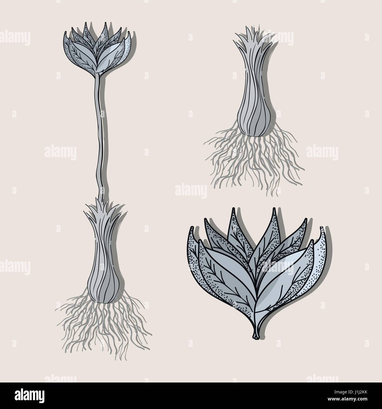 flower plant processing herbal botany Stock Vector Image & Art - Alamy