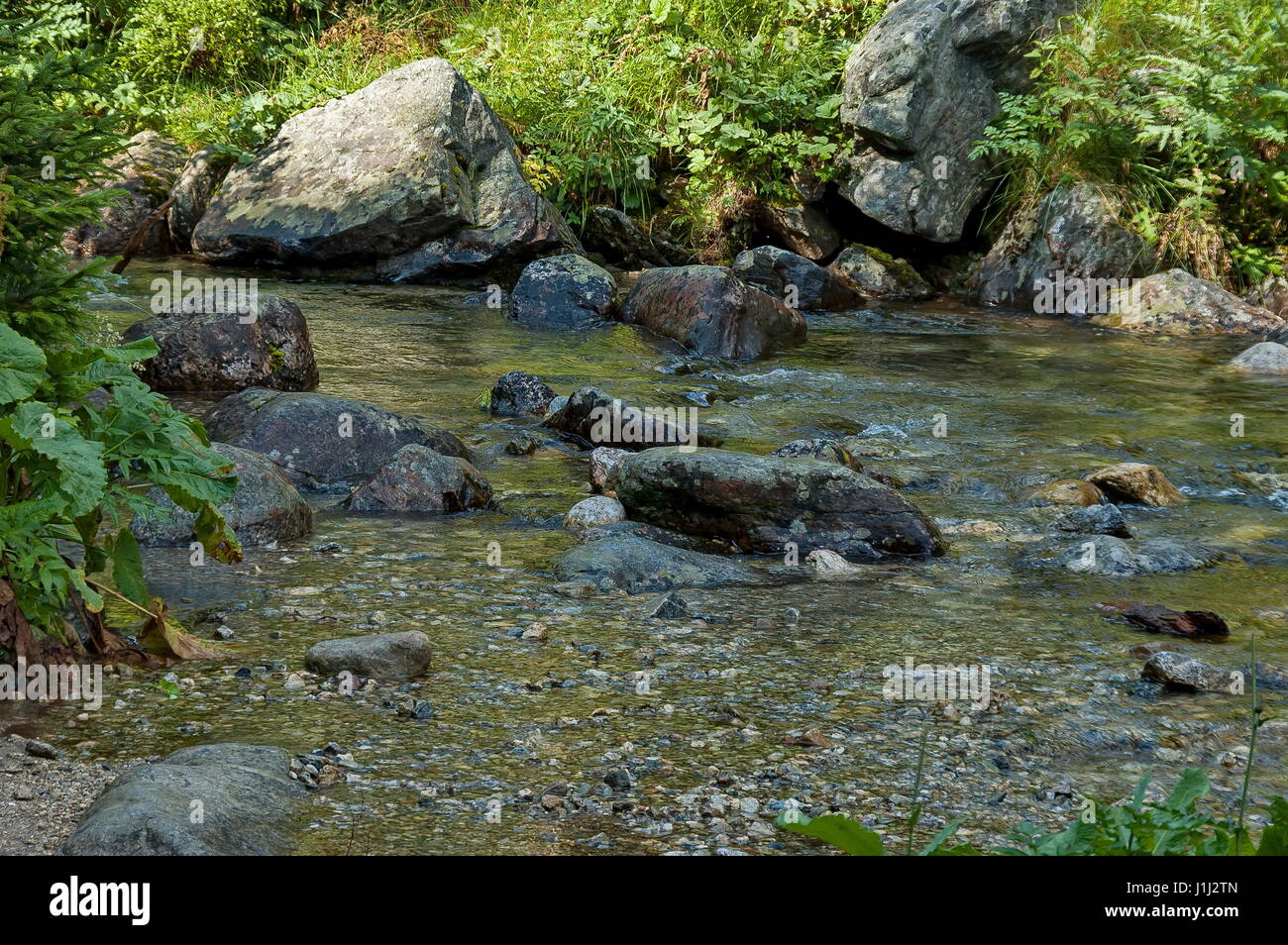View of streamlet, grass, wild flower in middle part at Rila mountain ...