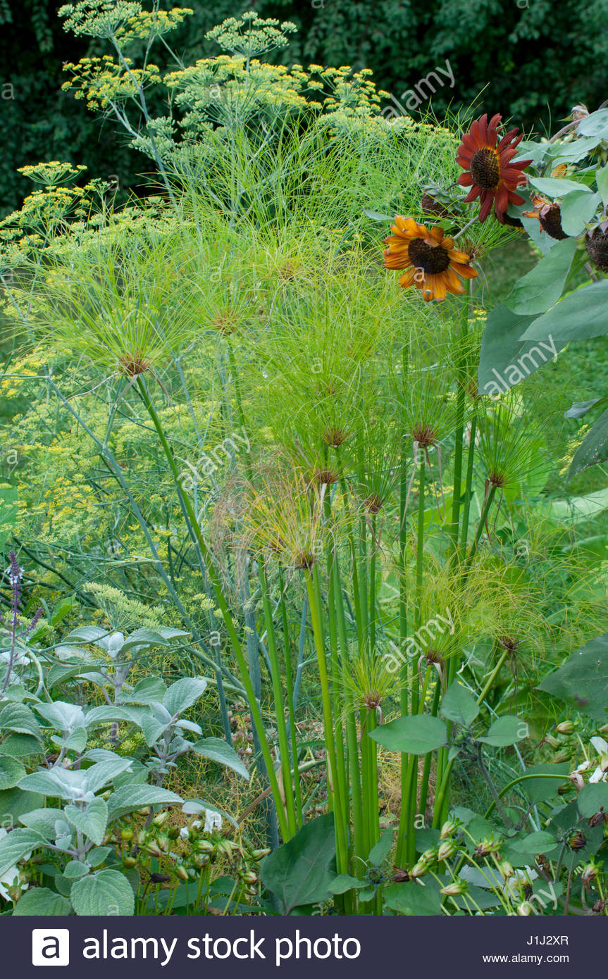 Plante Annuelle Stock Photos & Plante Annuelle Stock Images - Alamy