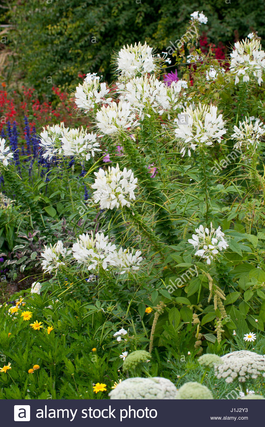 Plante Annuelle Stock Photos & Plante Annuelle Stock Images - Alamy