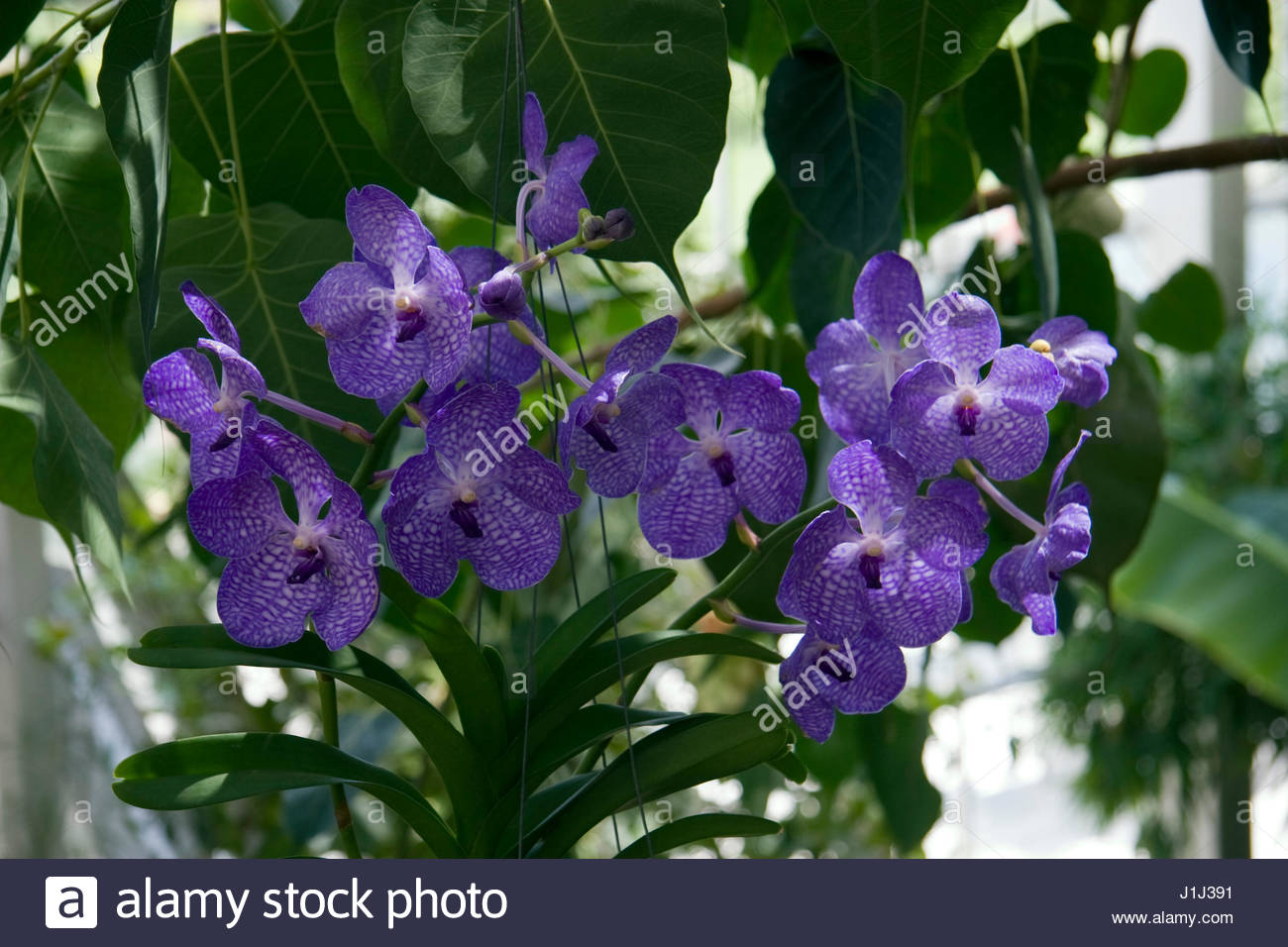 Vanda Coerulea Stock Photos & Vanda Coerulea Stock Images - Alamy