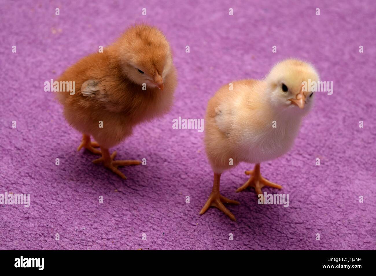 Chickens on a purple floor Stock Photo - Alamy