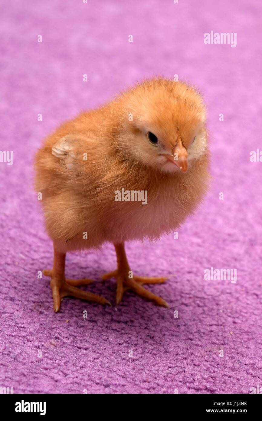 Purple chick hi-res stock photography and images - Alamy