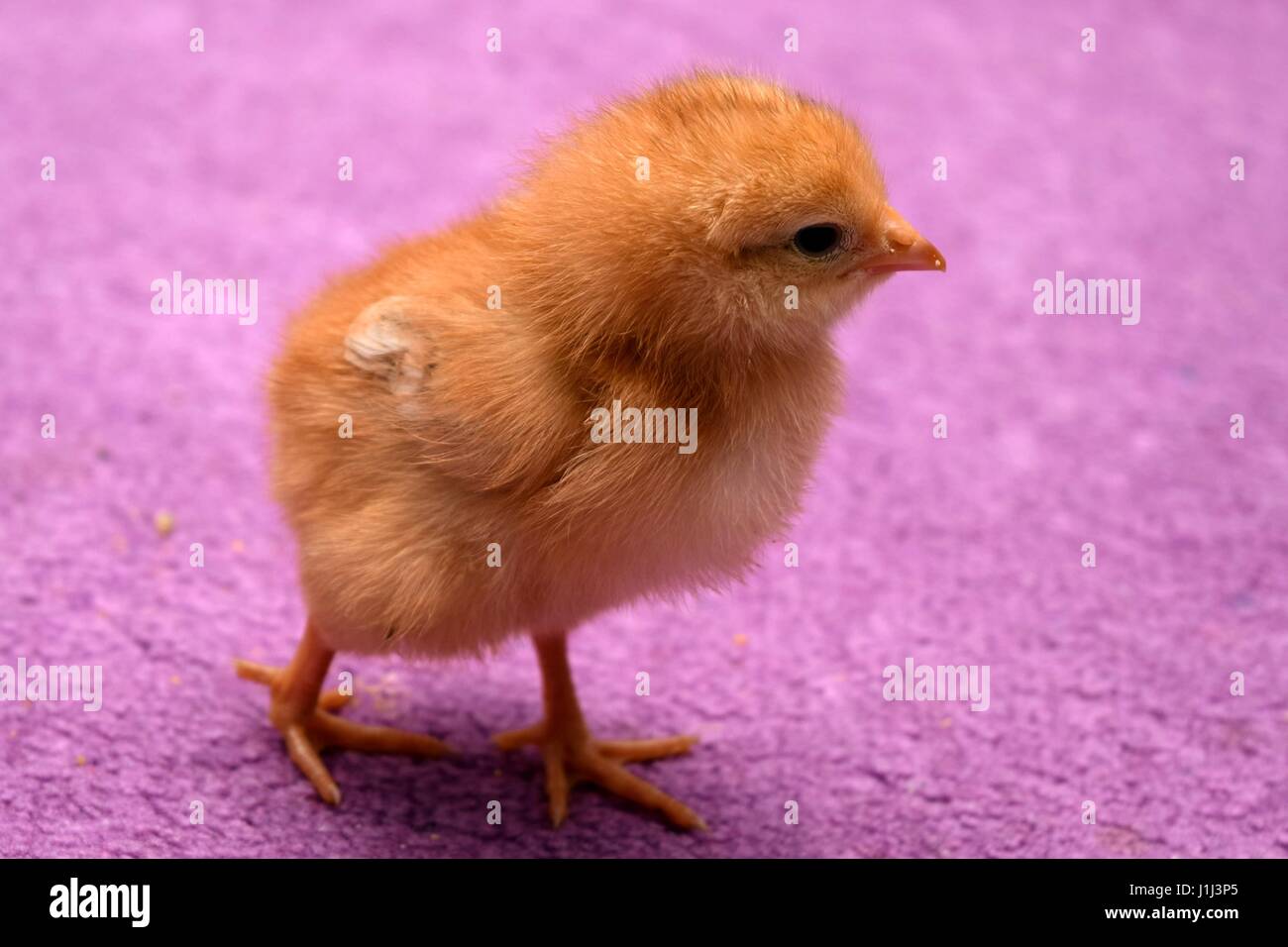 Baby chickens on a purple floor Stock Photo - Alamy
