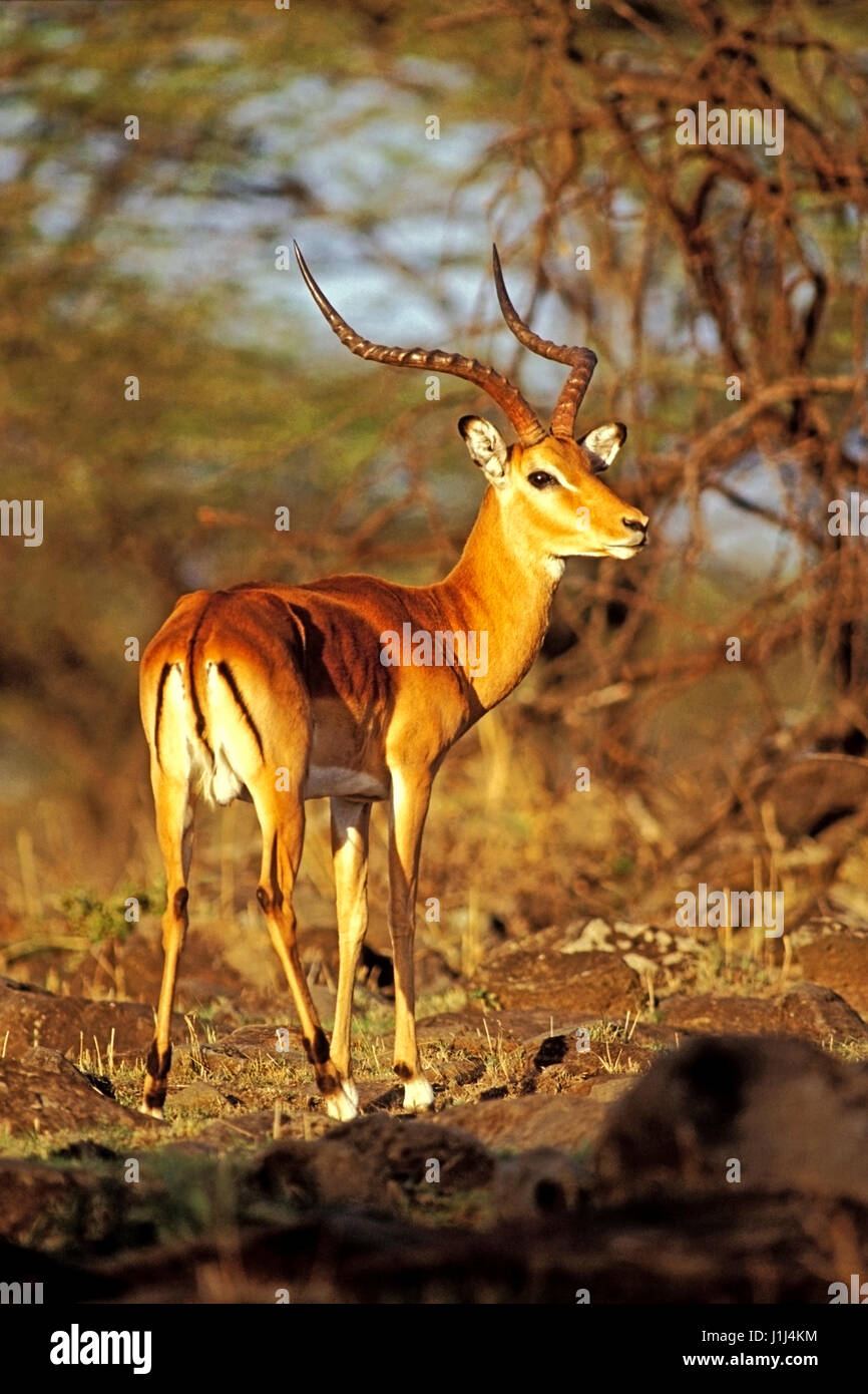 Grassland antelopes hi-res stock photography and images - Alamy