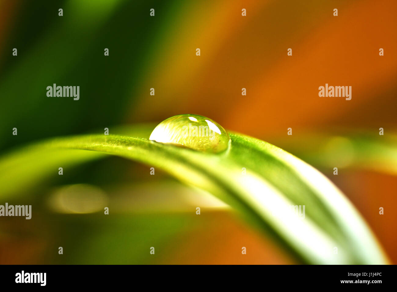 Water drop on leaf blade Stock Photo - Alamy