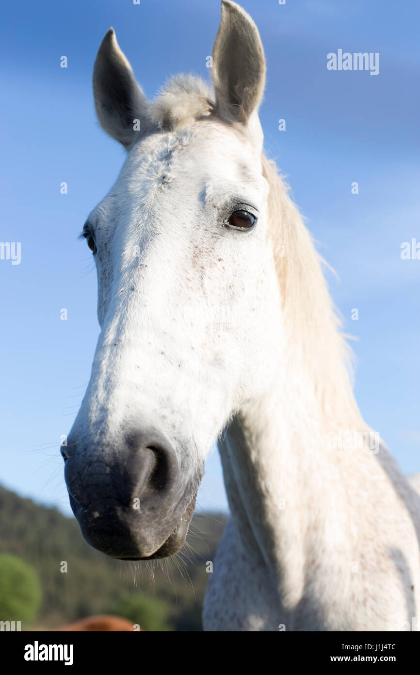 White mare hi-res stock photography and images - Alamy