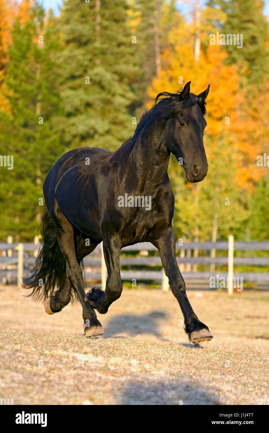 Frisian horse hi-res stock photography and images - Alamy