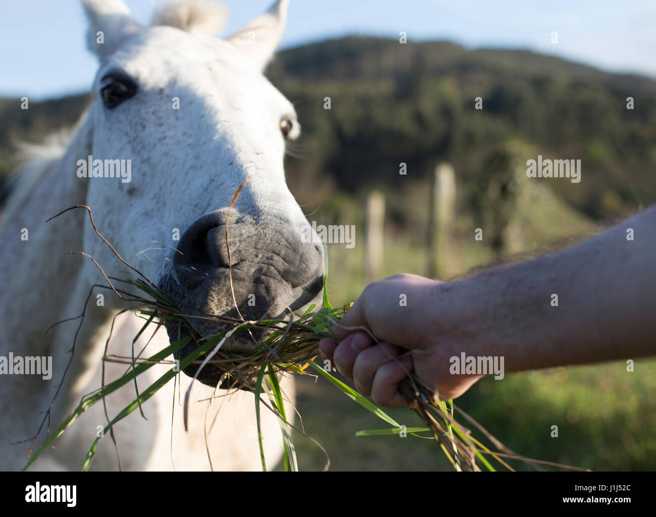 White mare hi-res stock photography and images - Alamy