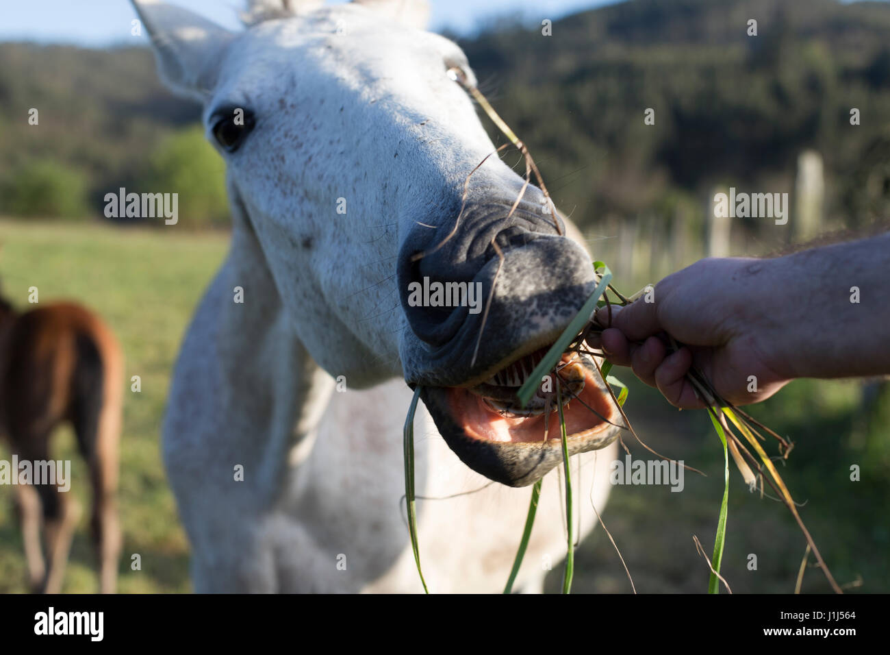 White mare hi-res stock photography and images - Alamy