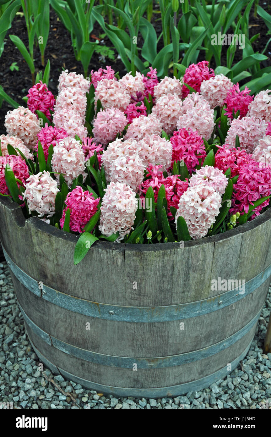 Beautiful pink spring hyacinth flowers in wooden barrel planter Stock ...