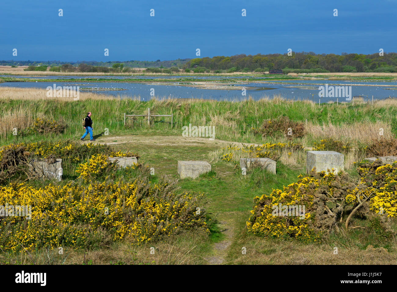 Minsmere, an RSPB nature reserve, Siffolk, England UK Stock Photo - Alamy