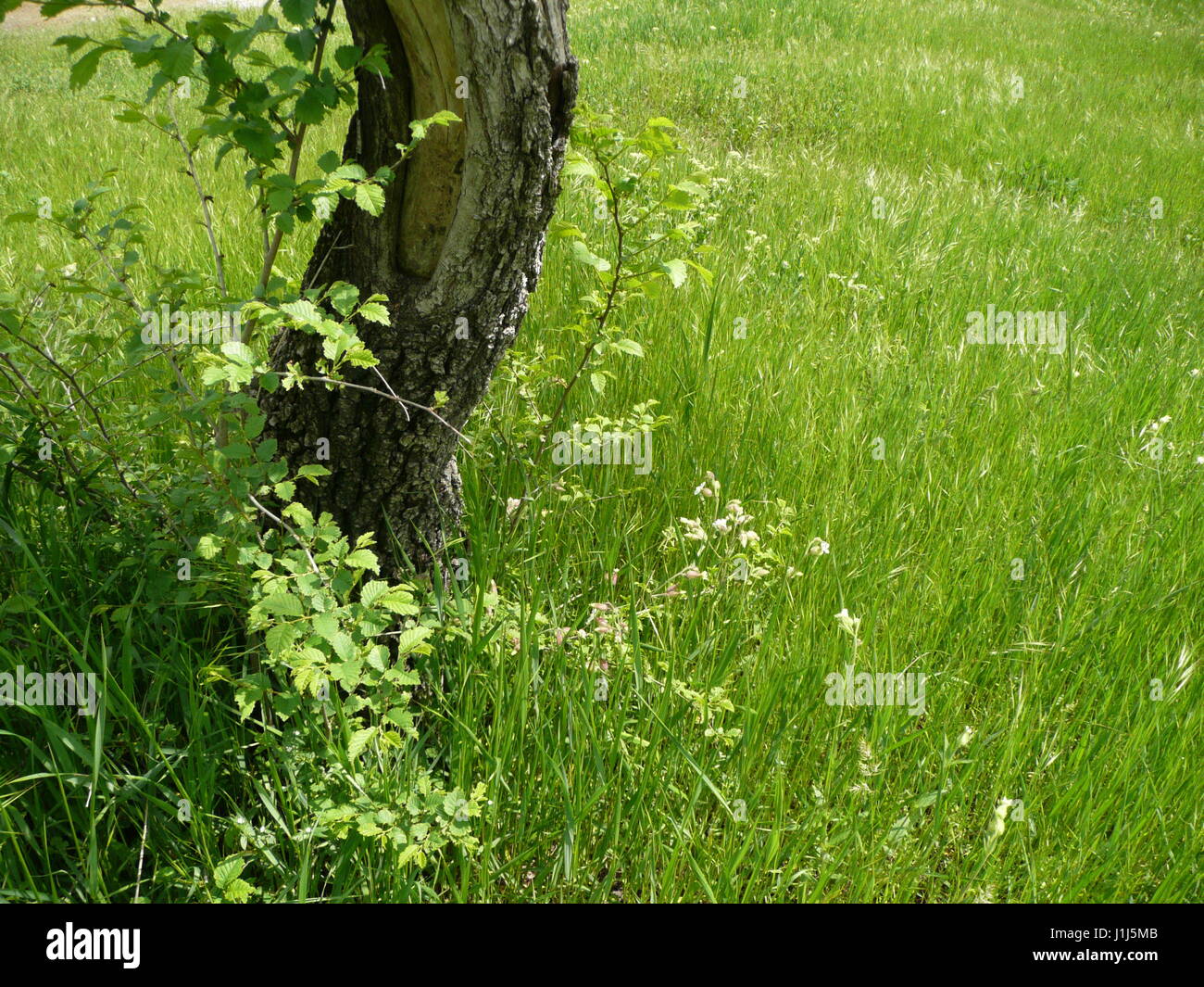The trunk of the tree in the green grass Stock Photo - Alamy