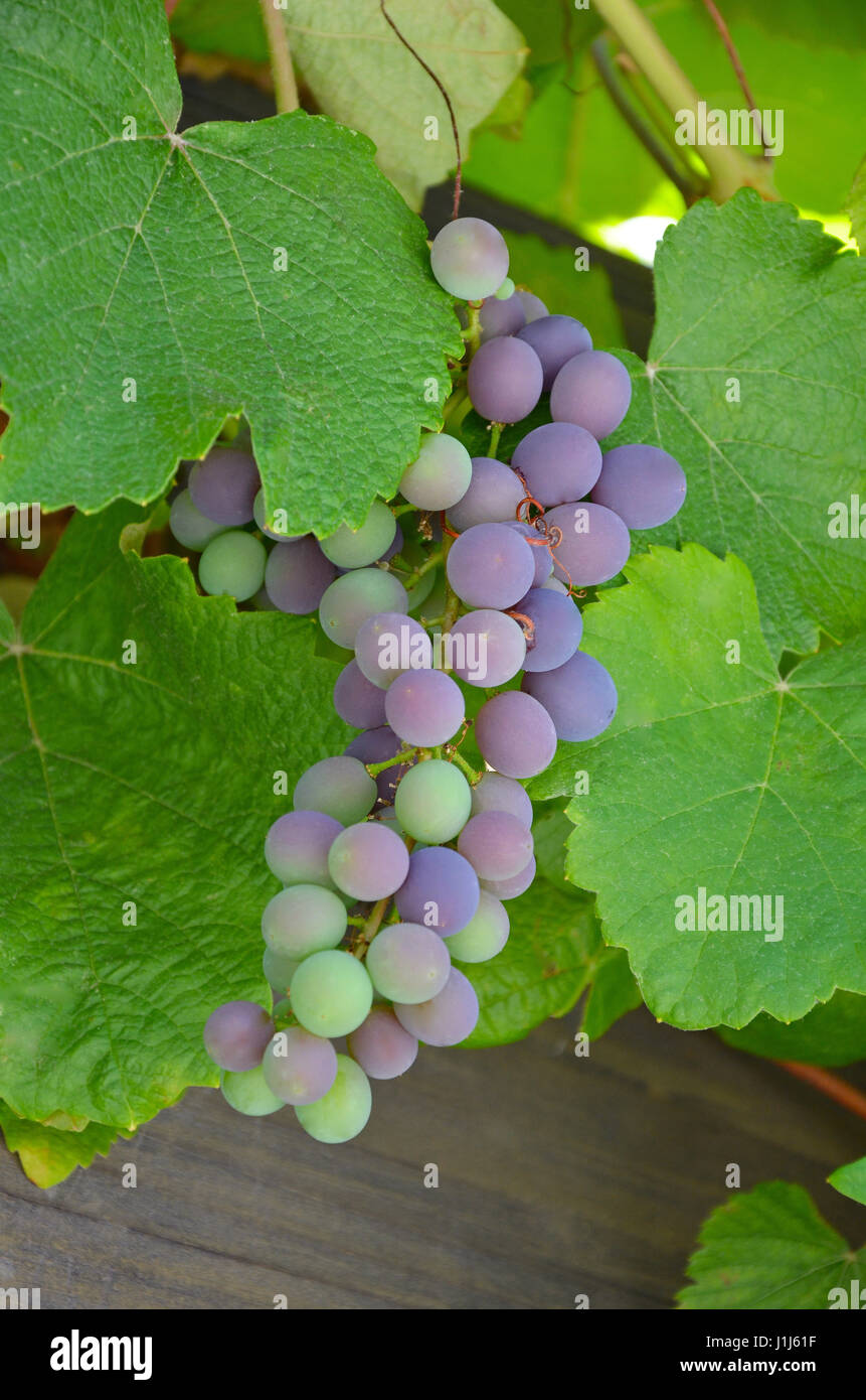 Ripening concord grapes on the vine Stock Photo - Alamy
