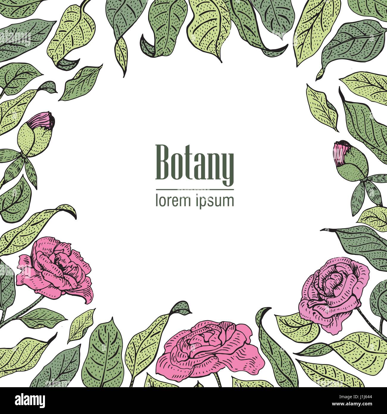 Botanical Illustration Vintage High Resolution Stock Photography and ...