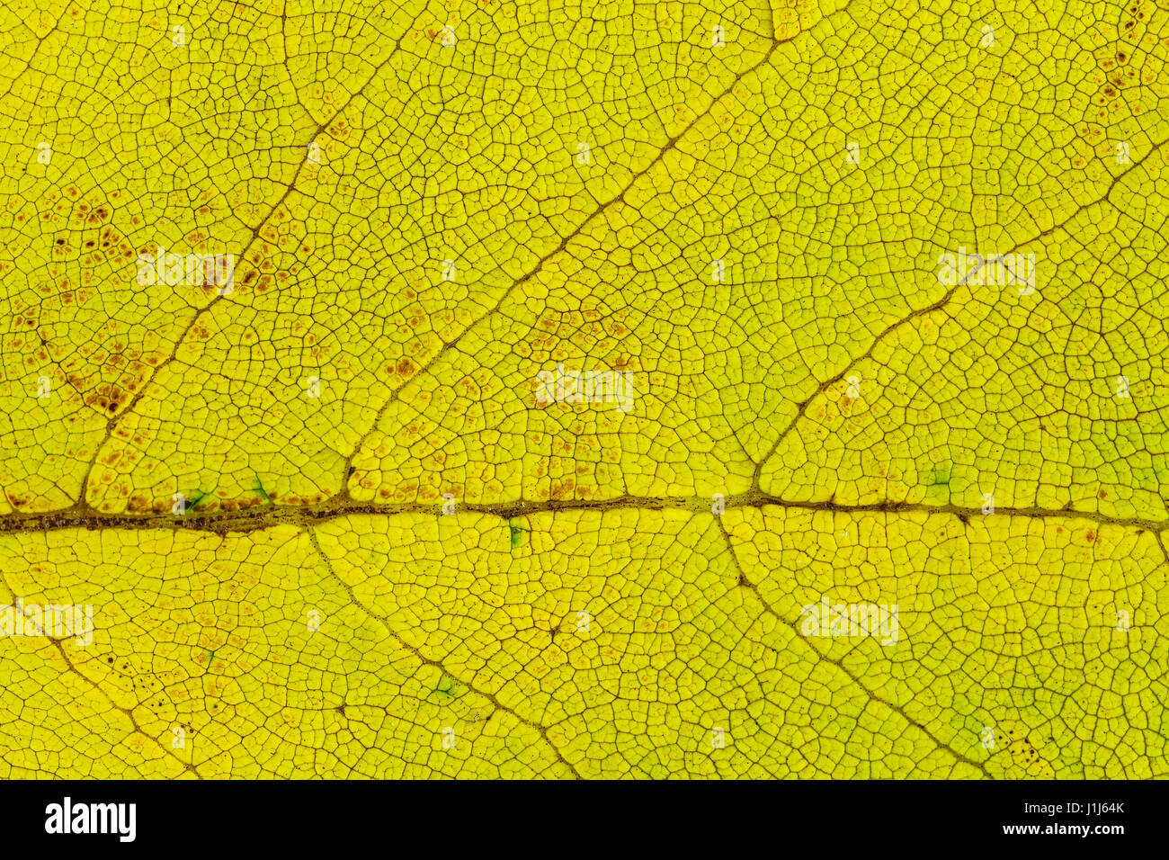 Fall yellow leaf texture macro closeup. Beautiful natural pattern ...