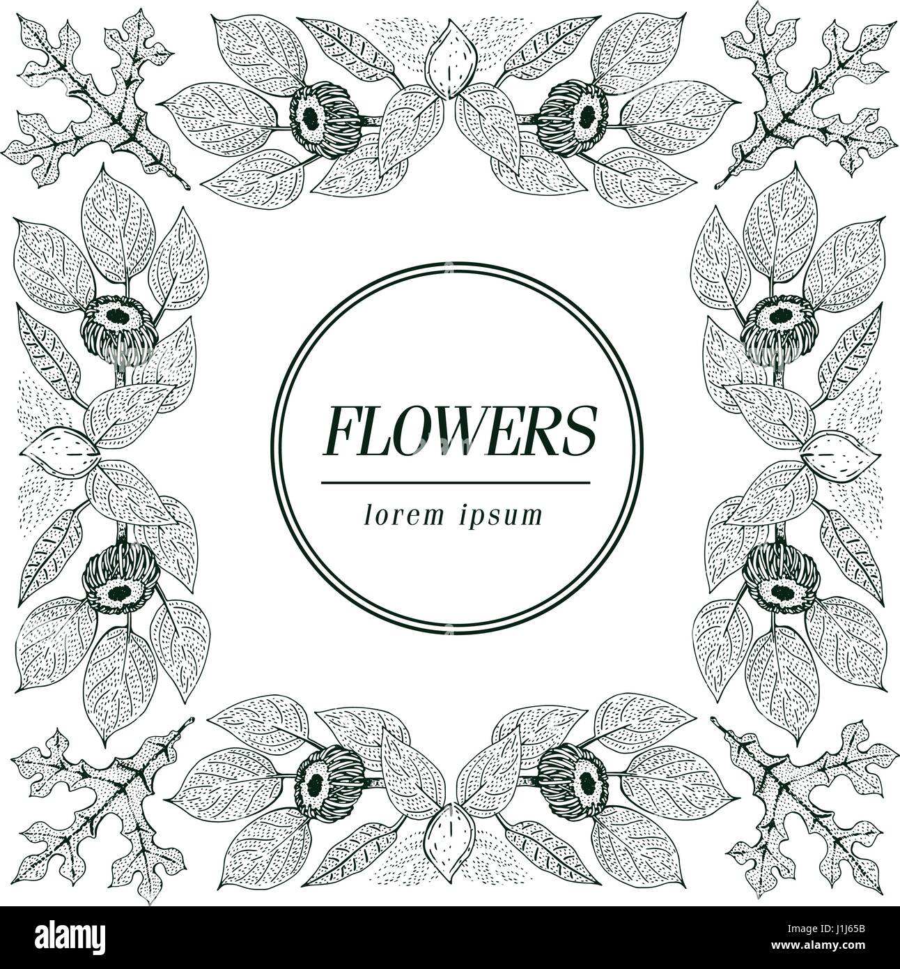 Botanical Illustration Vintage High Resolution Stock Photography and ...