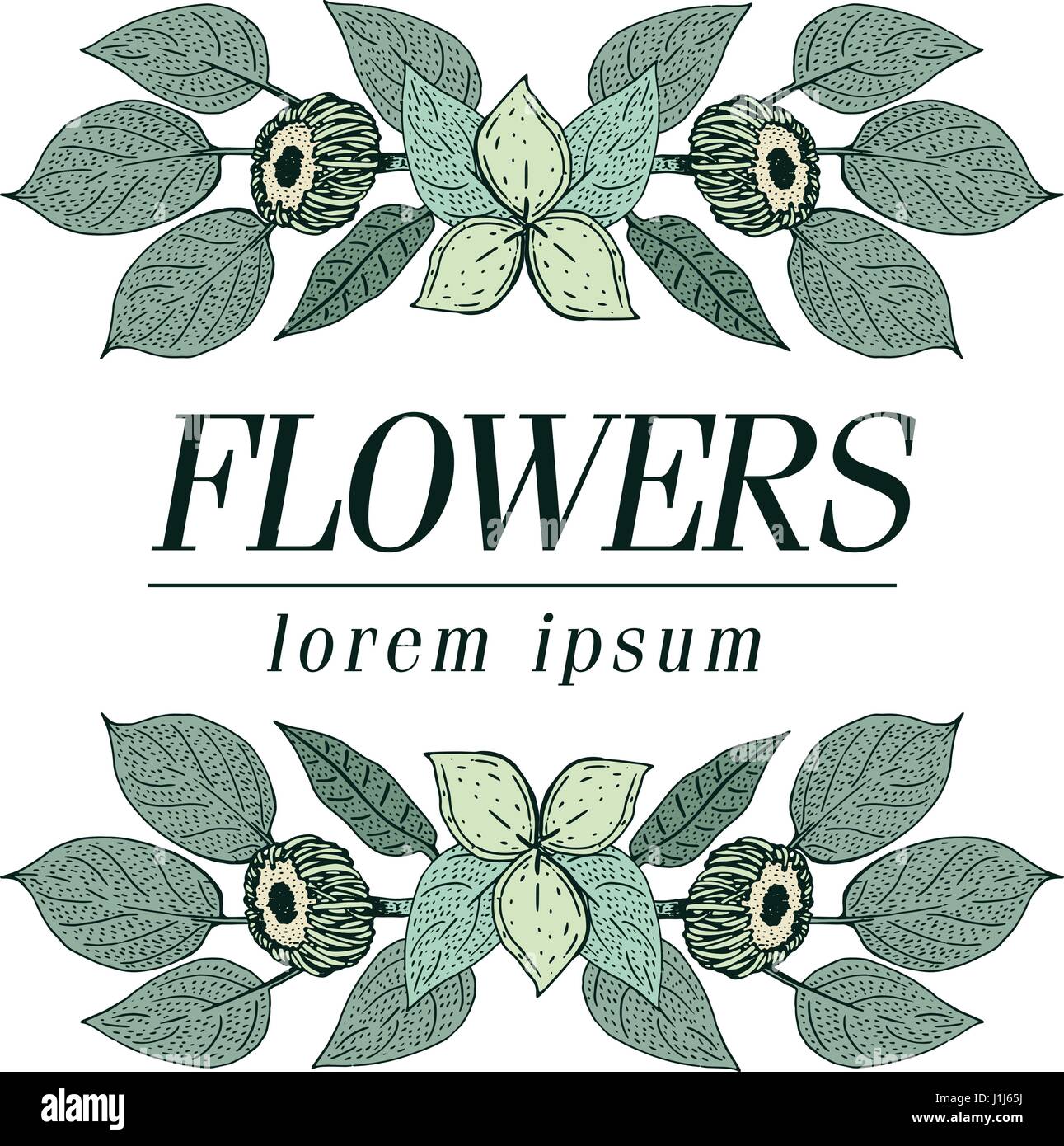 Botanical Illustration Vintage High Resolution Stock Photography and ...