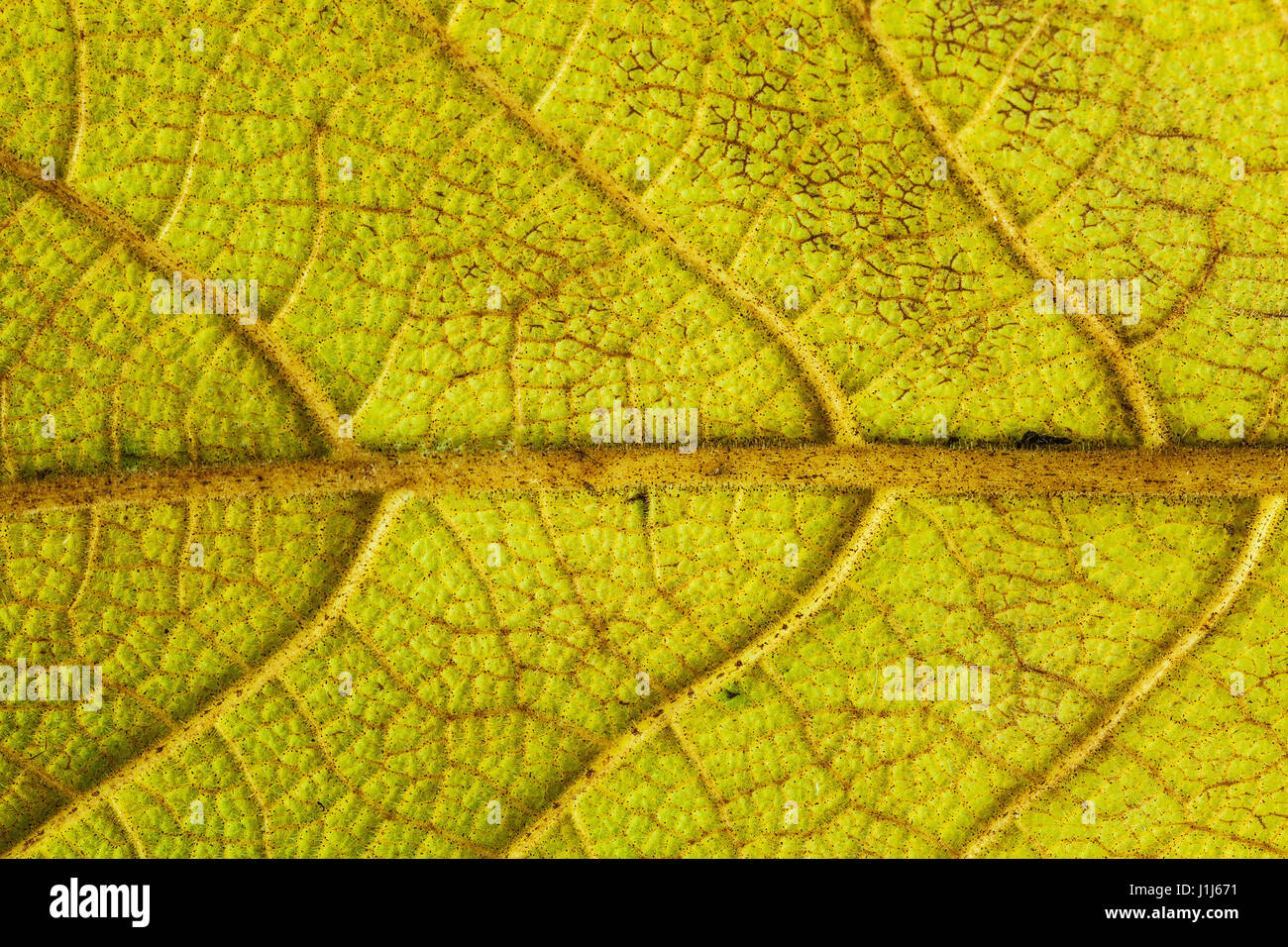 Yellow leaf texture macro closeup. Beautiful natural pattern ...