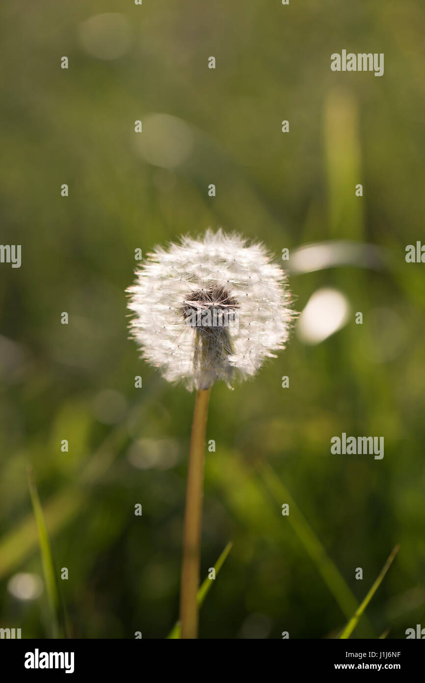 Asturias meadow wild flowers hi-res stock photography and images - Alamy
