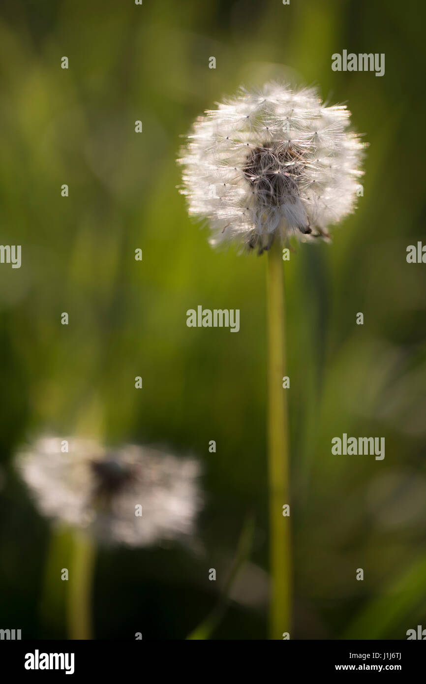 Asturias meadow wild flowers hi-res stock photography and images - Alamy