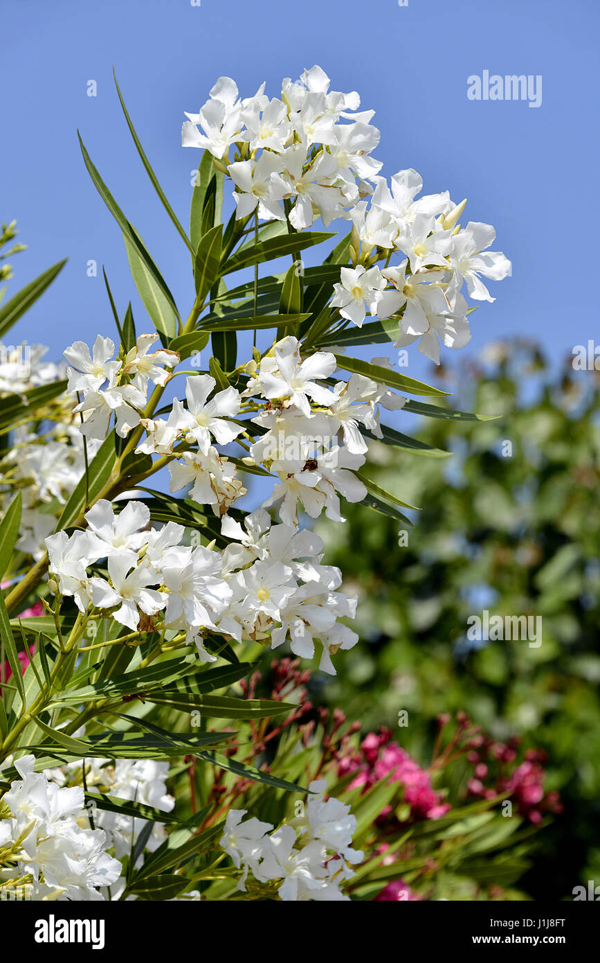 White oleander flowers (Nerium oleander) on blue sky background Stock ...