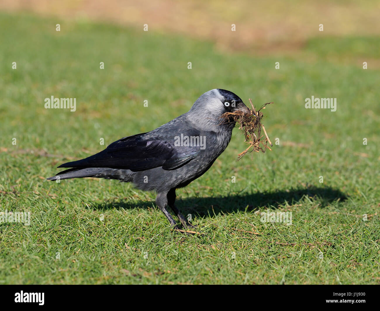 Jackdaw nest hi-res stock photography and images - Alamy