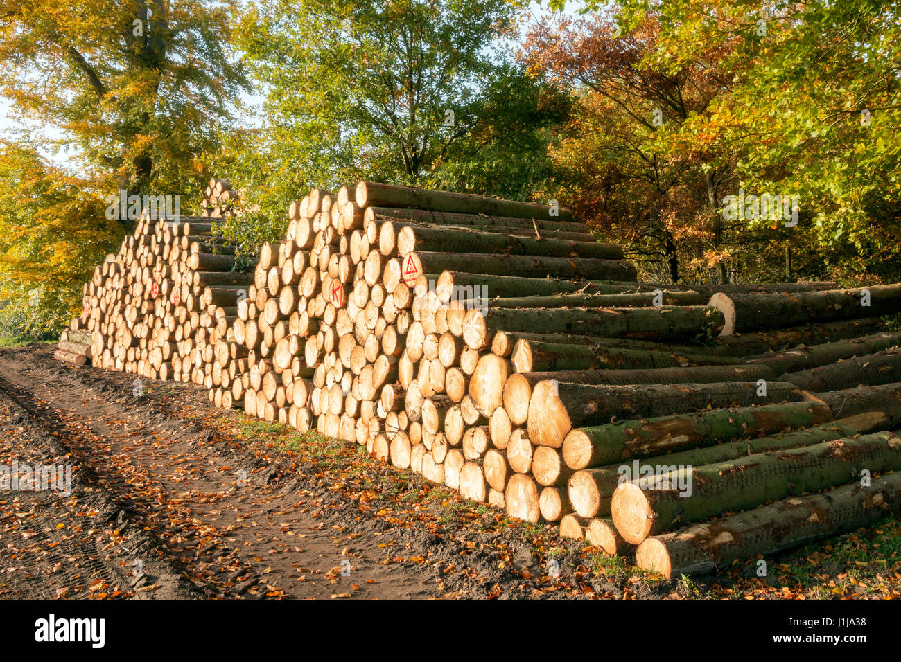 Forest with chopped tree logs on a woodpile for the forestry industry ...