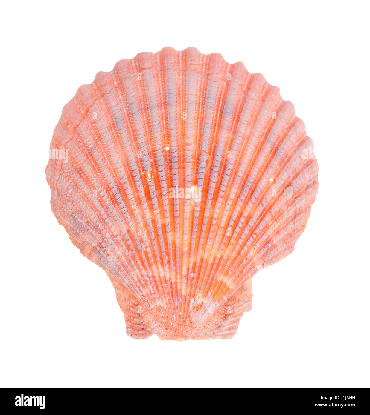Sea shell isolated on white background Stock Photo - Alamy