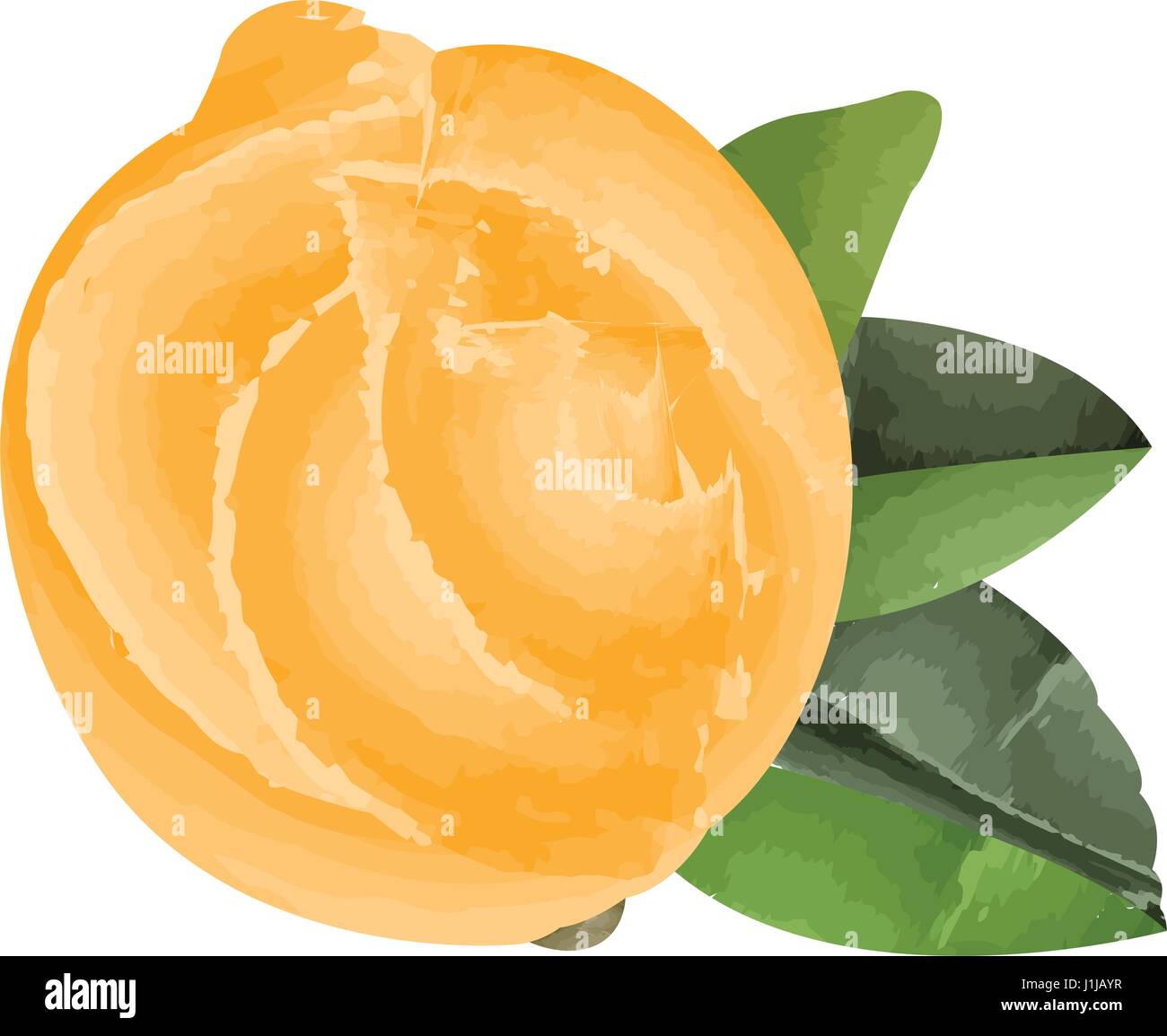 Lime texture Stock Vector Images - Alamy