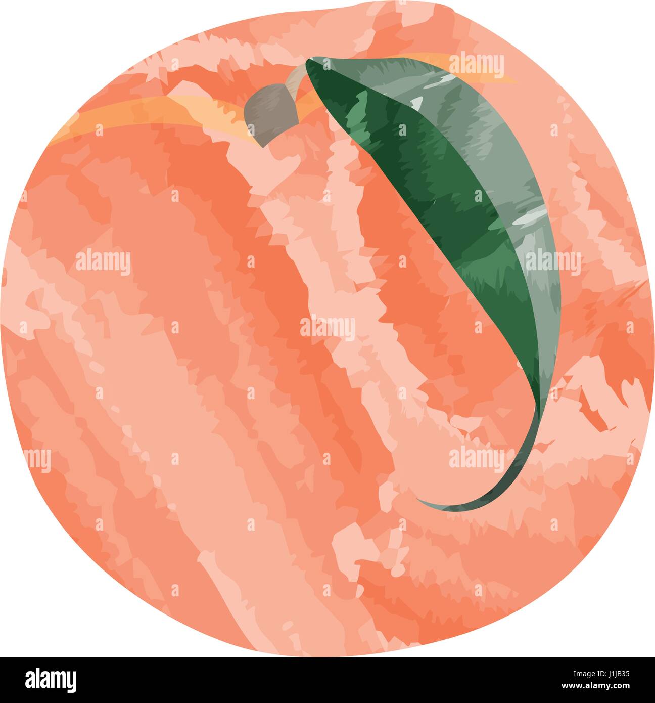 Peach food Stock Vector Images - Alamy