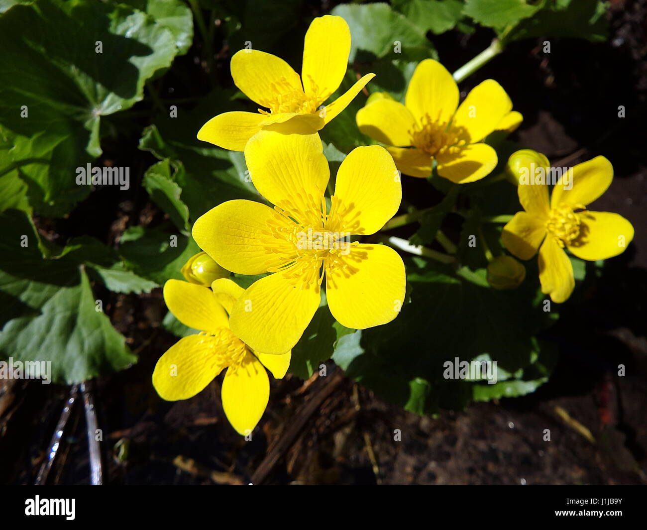 marsh marigold,(Caltha palustris), yellow flower Stock Photo - Alamy